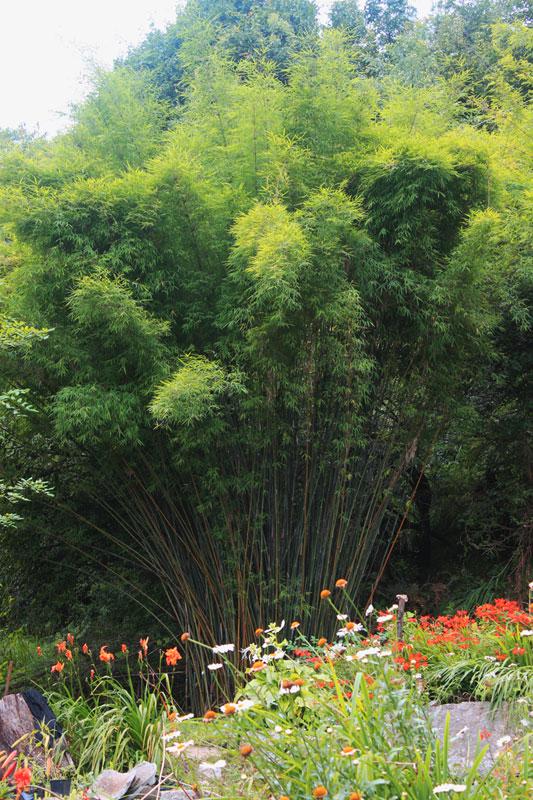 D'source Tools and Raw Materials | Ringal Bamboo Basketry - Uttarakhand ...